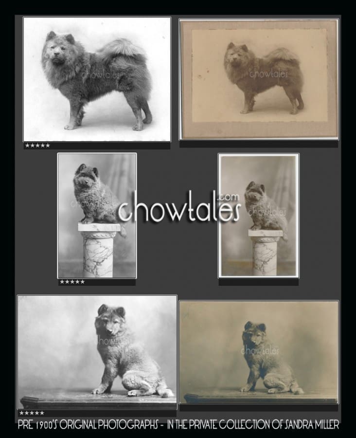 Pre-1900’s Chow photography…details revealed during restoration - ChowTales