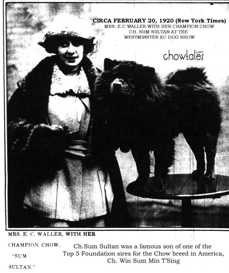 RESTORATION- 1921 photo set- Princess Loo Lee sired by Sum Sultan ...