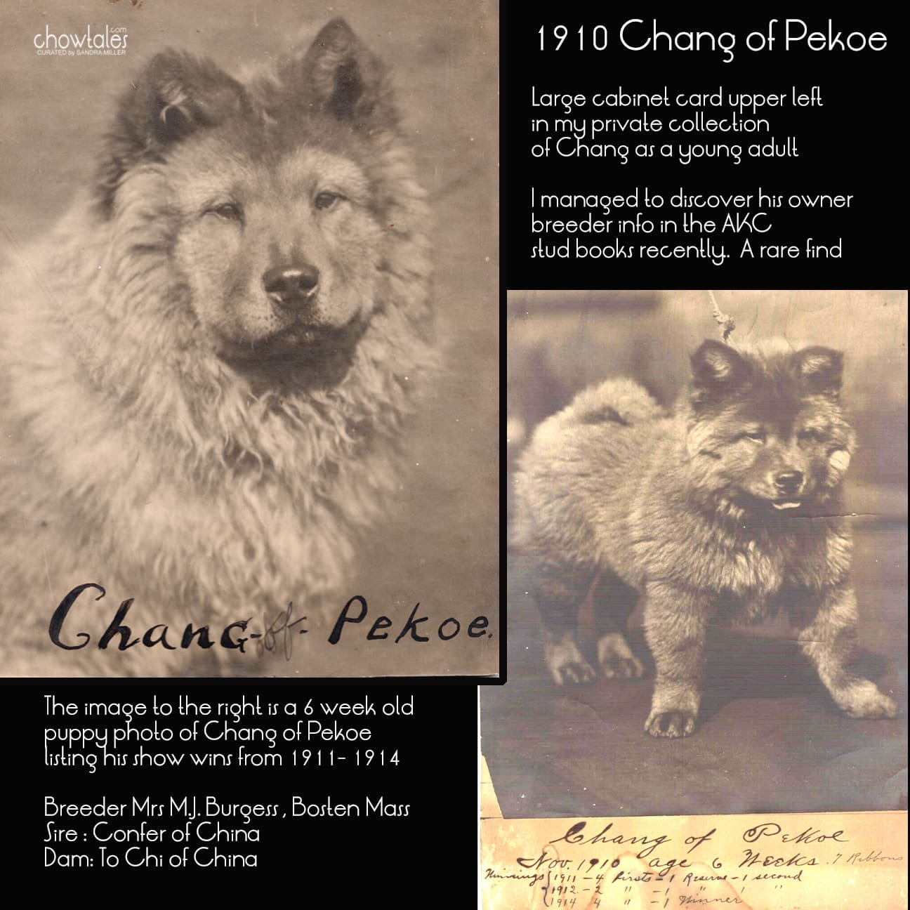 1910 CHANG of PEKOE named chow cabinet photo with surprise additions ...